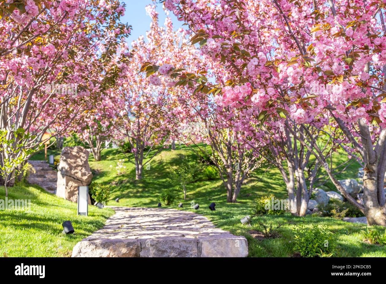 Double cherry blossoms in full bloom. A tree branch with flowers ...