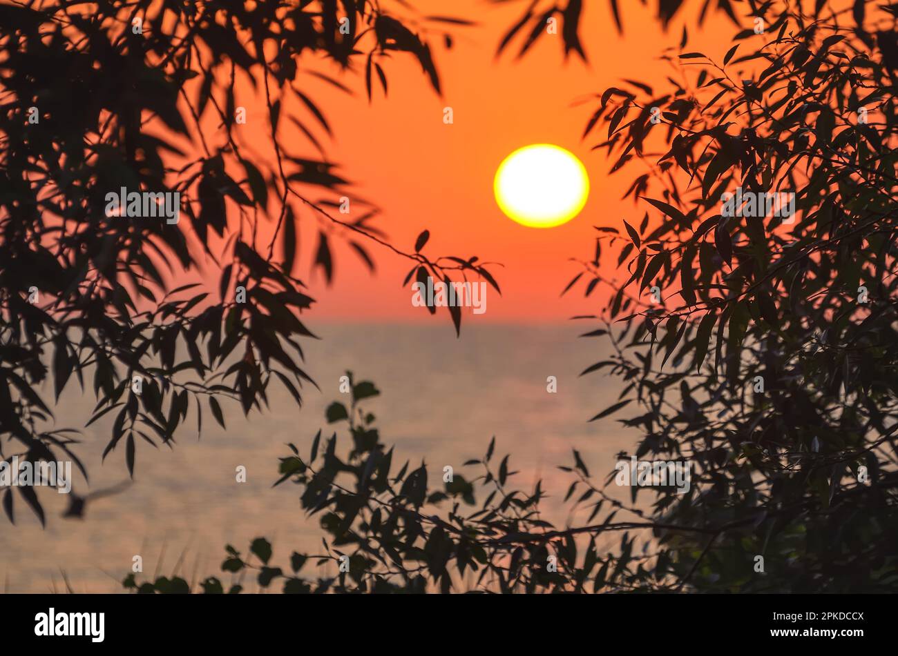 Beautiful sunrise among the green leaves of trees. Morning with the sun ...