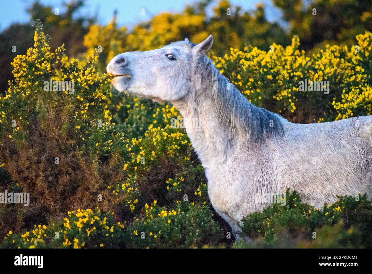 White horse in yellow gorse Stock Photo - Alamy