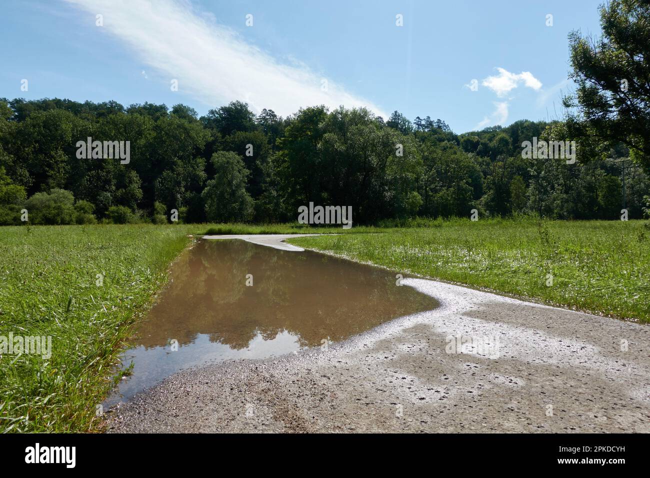 Flooded road in nature. Puddle with brown dirty water. Green trees and ...