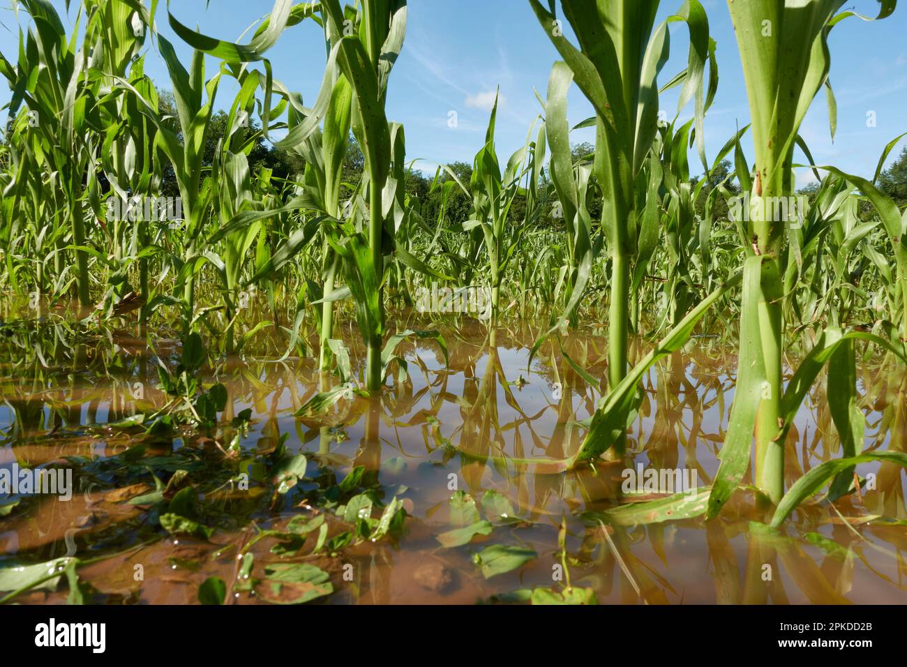 Flooded corn field cornfield flood hi-res stock photography and images ...