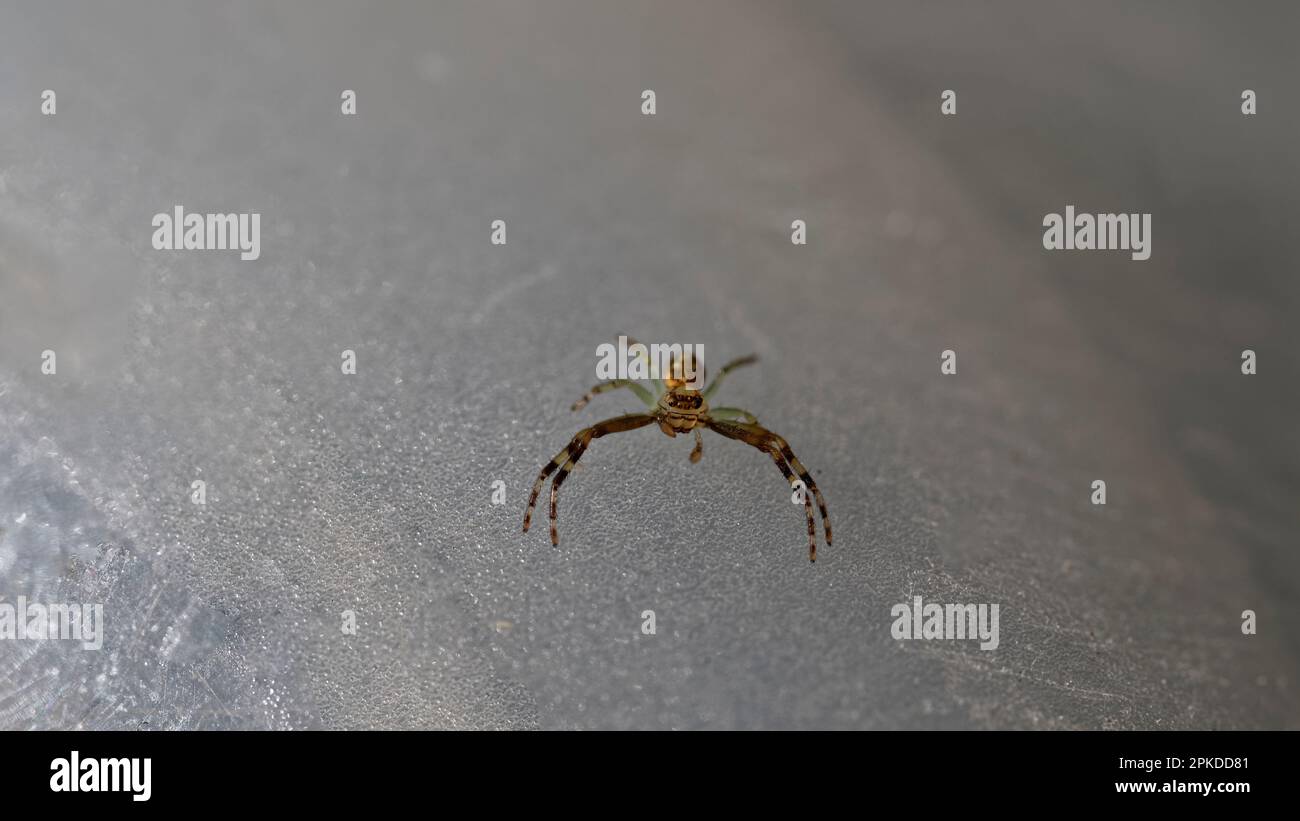 Diaea ambara is a crab spider endemic to Aotearoa New Zealand Stock ...