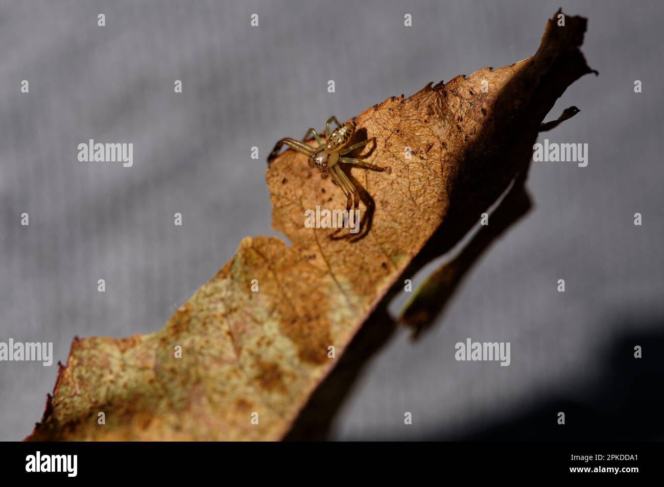 Biodiversity new zealand hi-res stock photography and images - Alamy