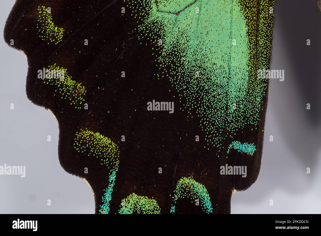 dettaglio delle ali delle colorate farfalle tropicali, macro di ali di ...