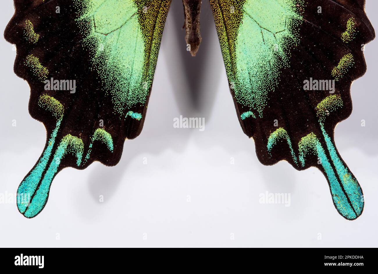 Tecnica hi-res stock photography and images - Alamy