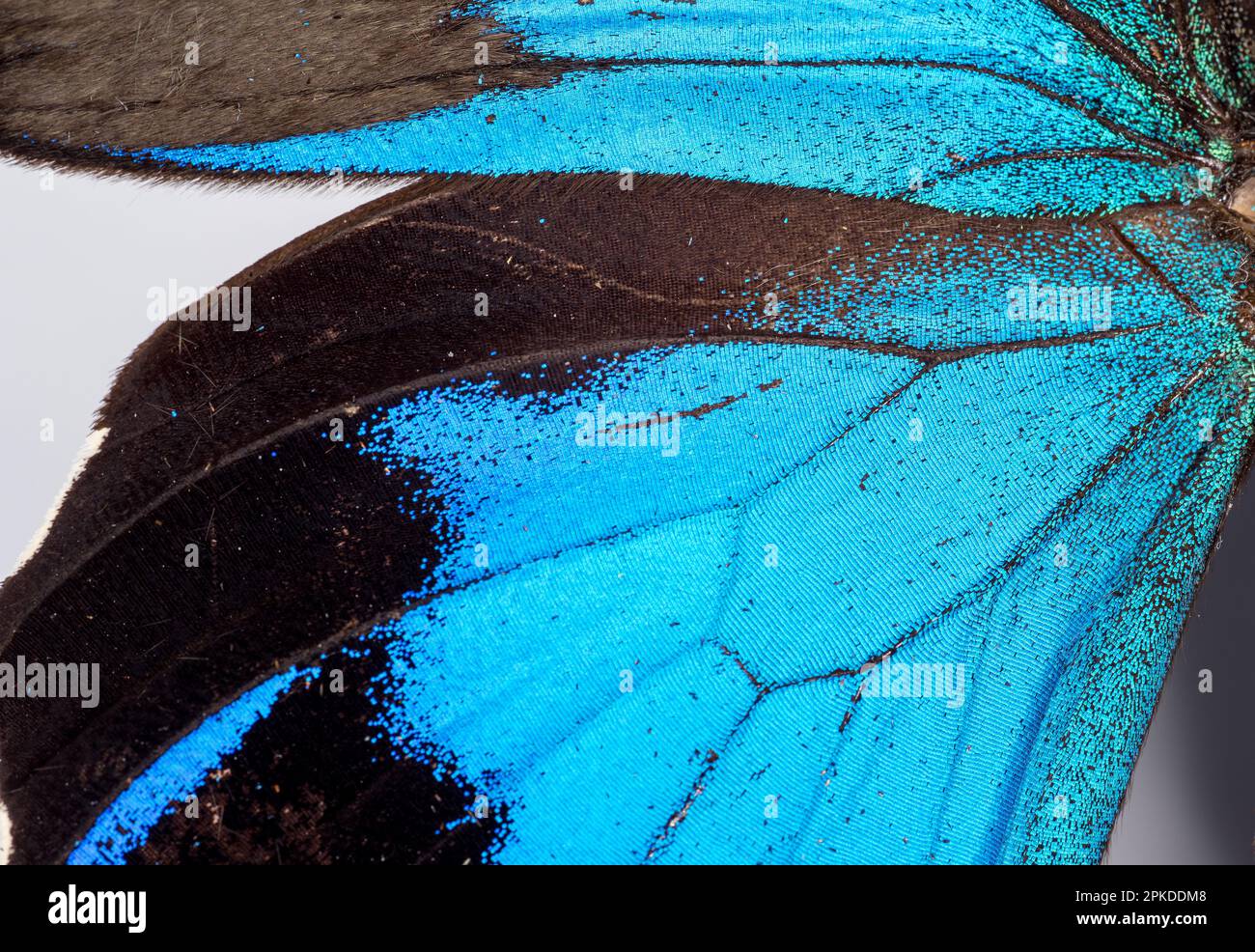 Ecosistema tropicale hi-res stock photography and images - Alamy