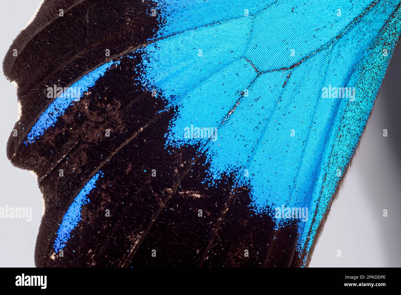 Ecosistema naturale hi-res stock photography and images - Alamy