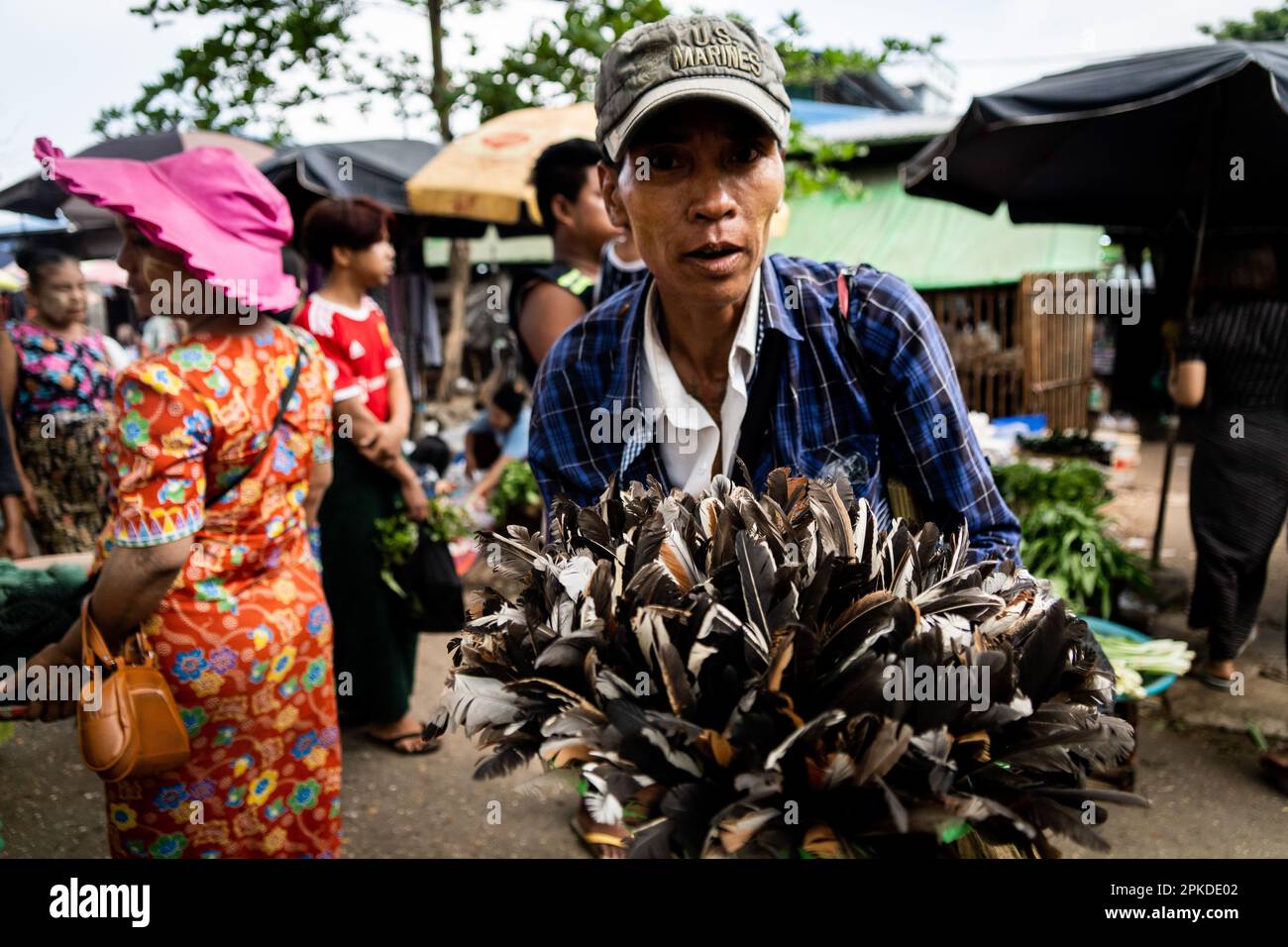 National bird of myanmar hi-res stock photography and images - Alamy