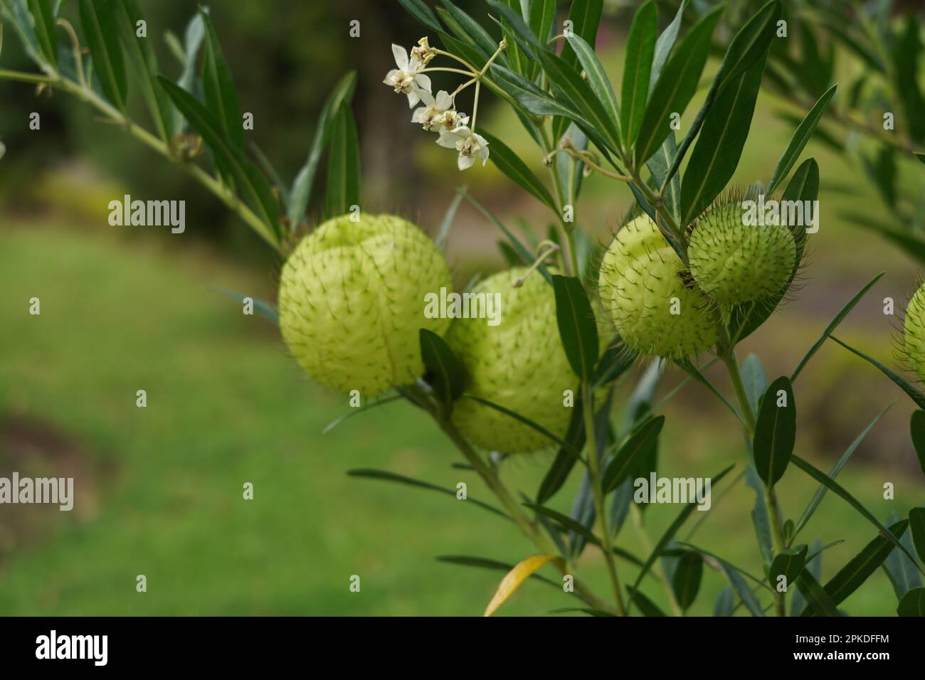 Gomphocarpus physocarpus, commonly known as hairy balls, balloonplant ...
