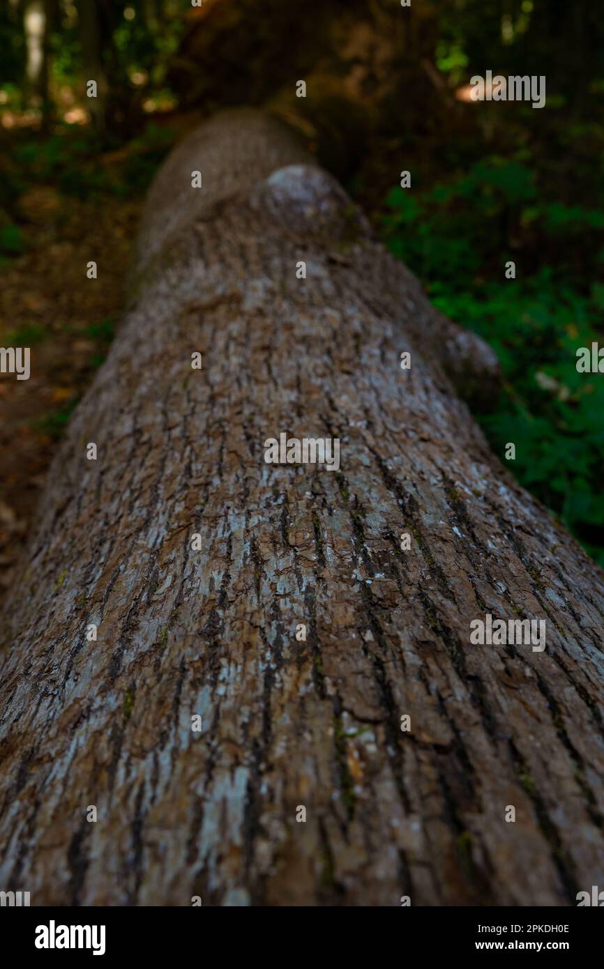 Wide view long log hi-res stock photography and images - Alamy
