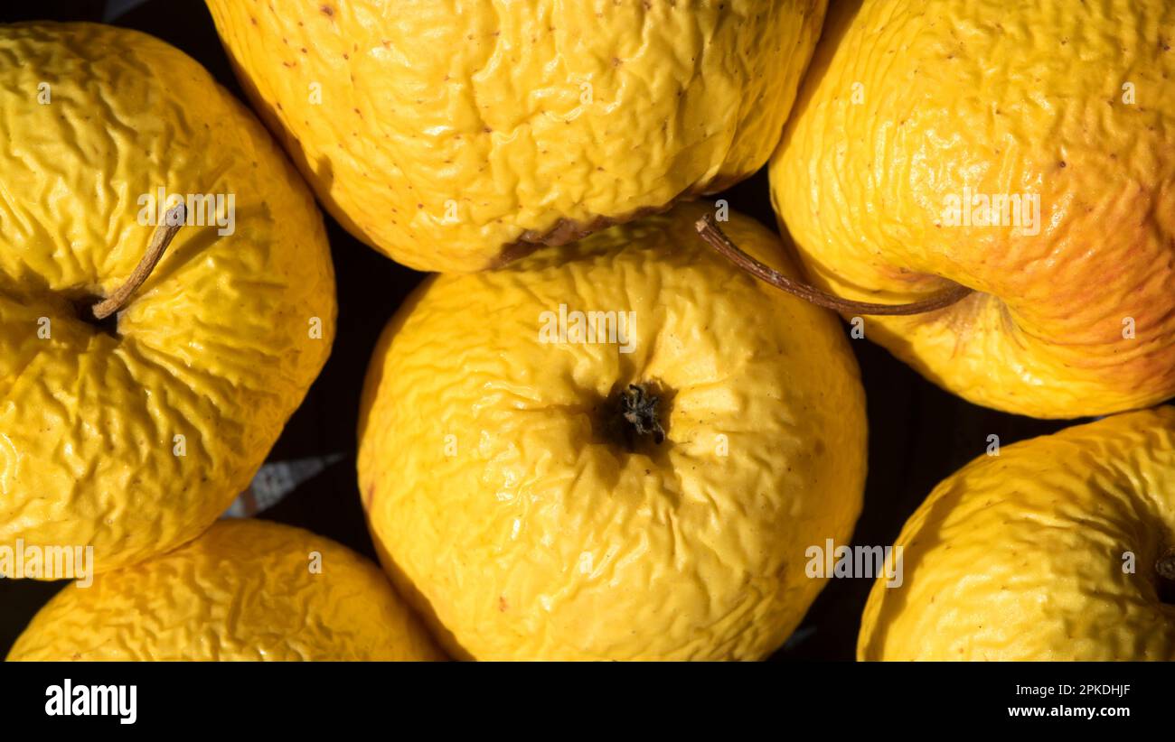 Albero delle caratteristiche hi-res stock photography and images - Alamy