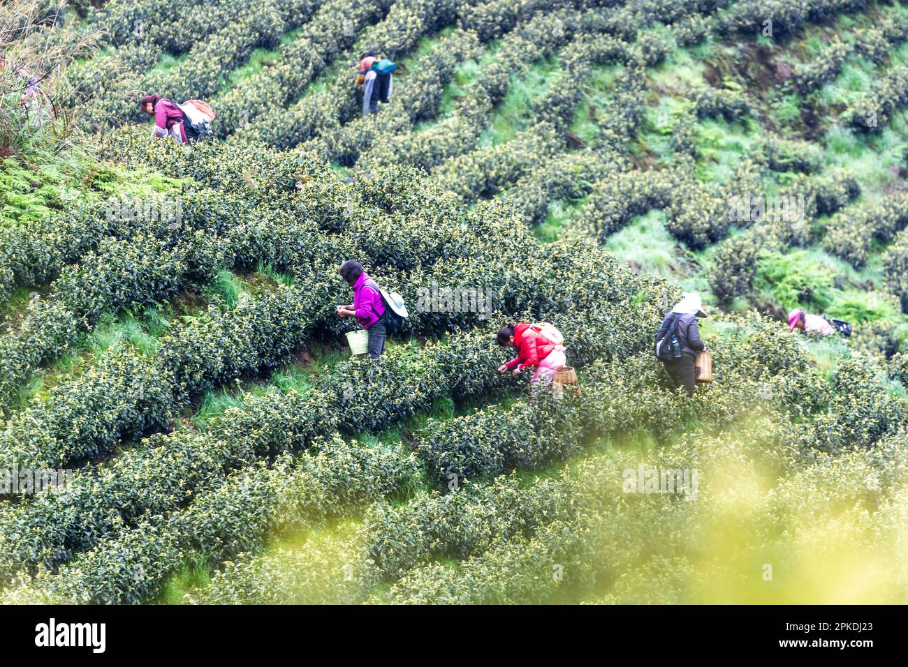 CHONGQING, CHINA - APRIL 7, 2023 - Tea farmers pick tea in Chongqing ...