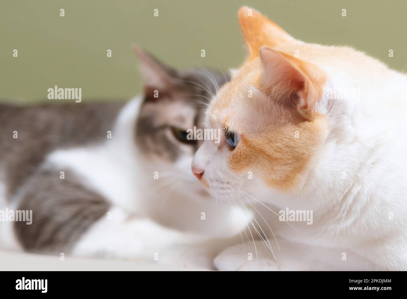 The two cats stared at each other, face to face, ready to fight Stock ...