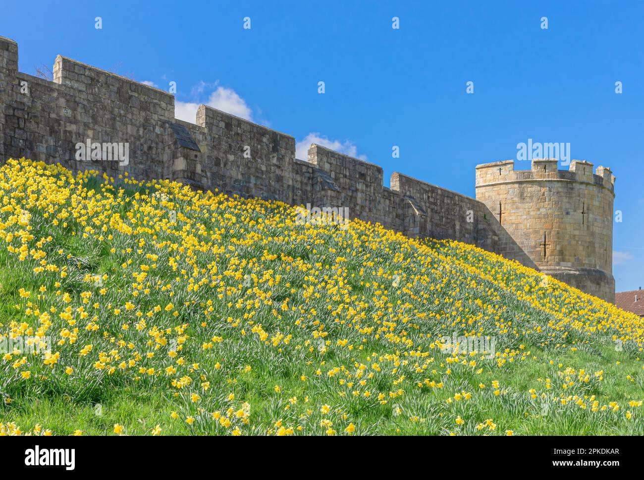 A host of yellow daffodils are on the embankment of the ancient York ...