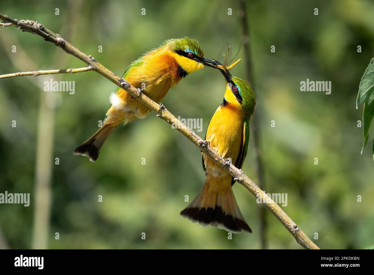 Dragonfly eating in flight hi-res stock photography and images - Alamy