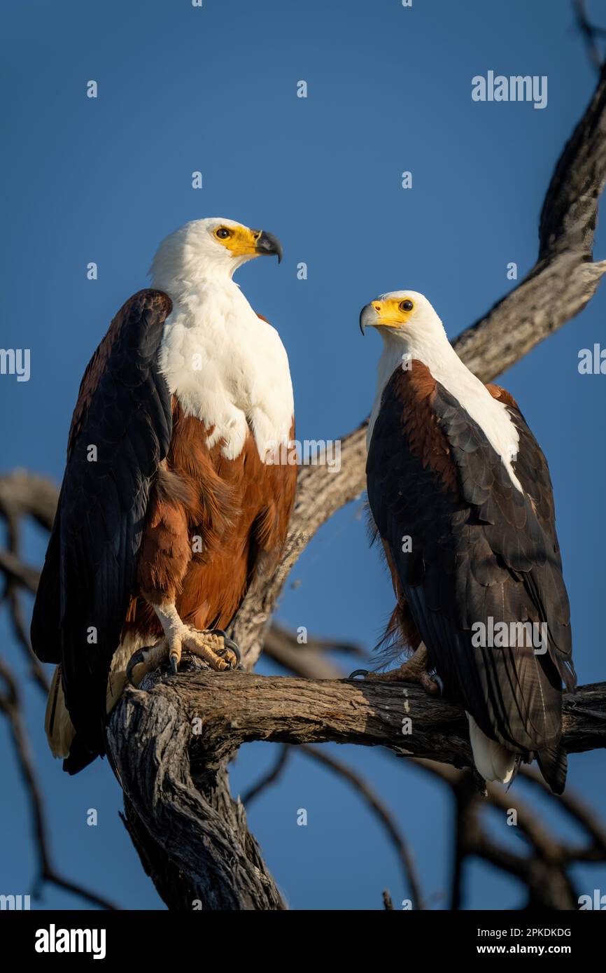 Male And Female Eagles
