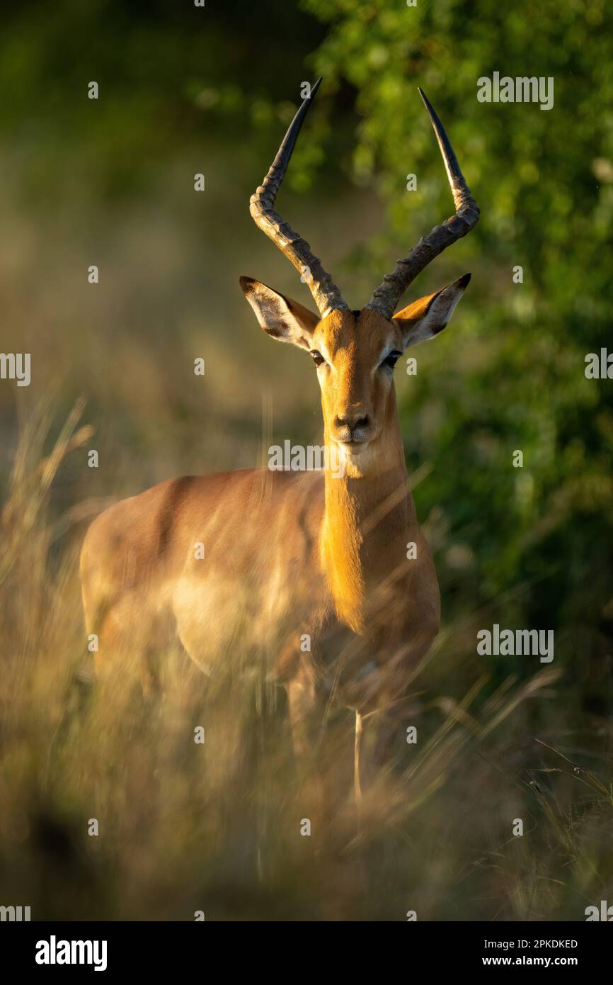 Male common impala stands staring in bushes Stock Photo - Alamy