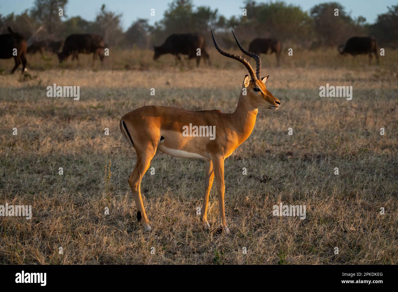 Male common impala stands in warm light Stock Photo - Alamy