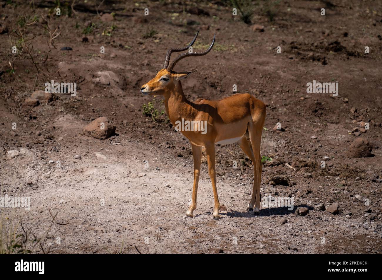 Male common impala stands on stony ground Stock Photo - Alamy