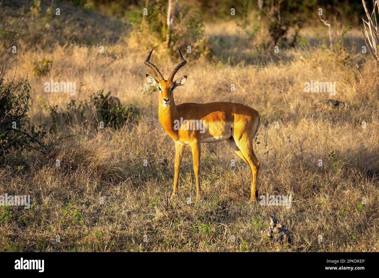 Male common impala stands turning toward camera Stock Photo - Alamy