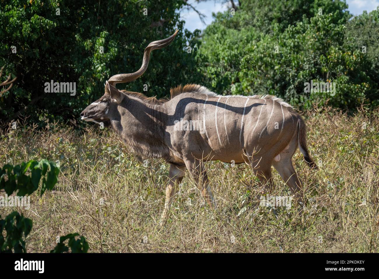 Male greater kudu crosses clearing in sunshine Stock Photo - Alamy