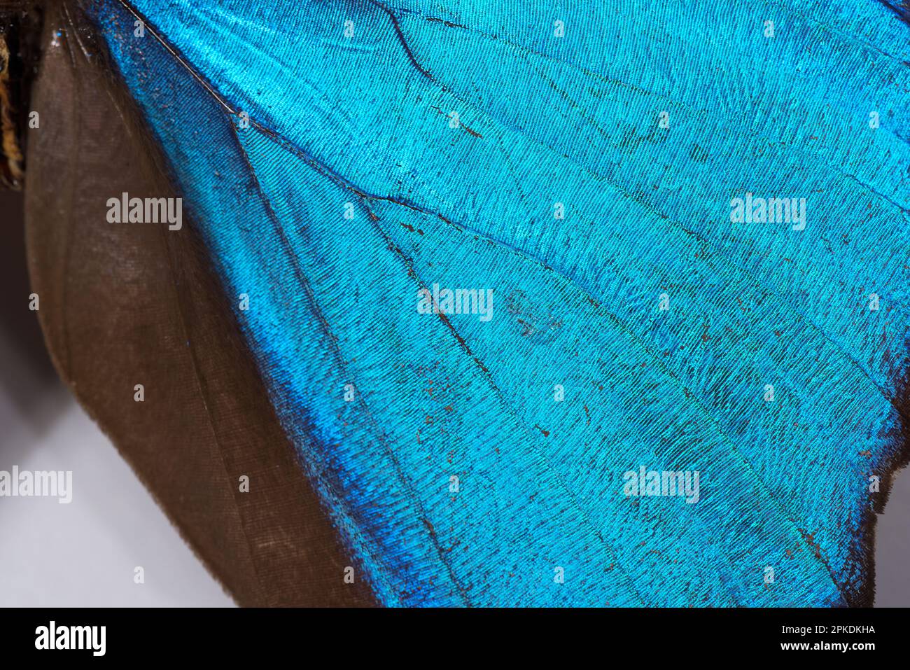 Ecosistema tropicale hi-res stock photography and images - Alamy