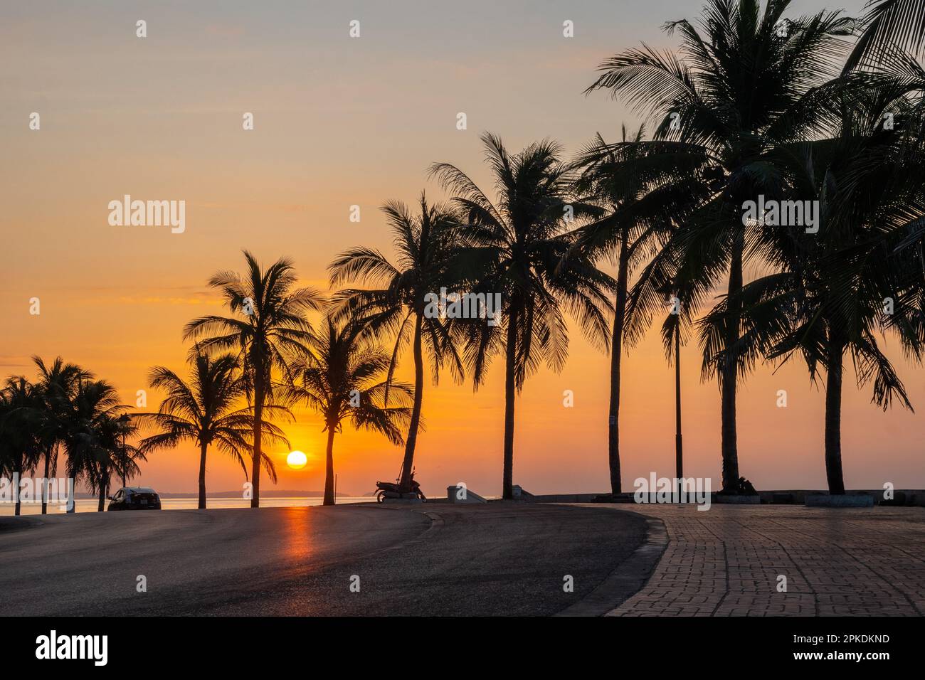 Palm trees line the beach at sunrise Stock Photo - Alamy