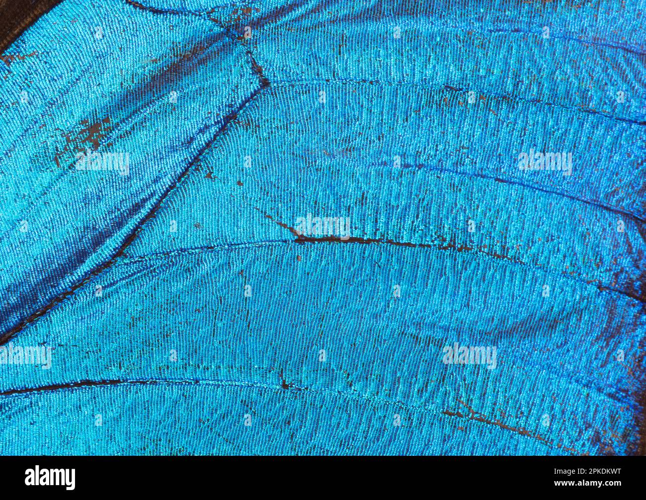 dettaglio delle ali delle colorate farfalle tropicali, macro di ali di ...