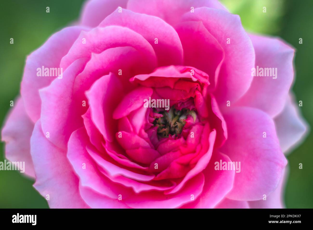 Rose rosa octavia hill hi-res stock photography and images - Alamy