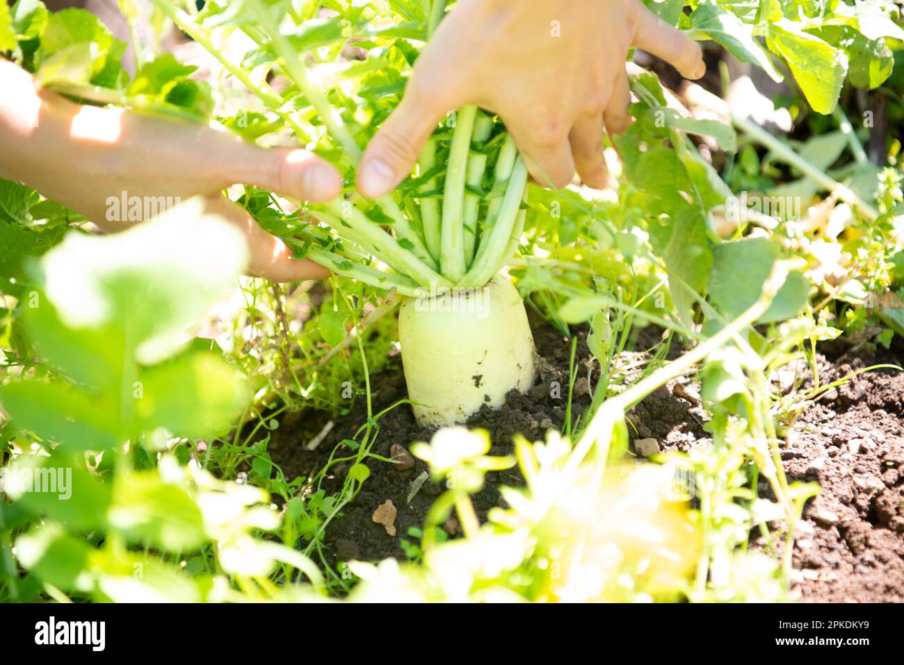 Woman's hand trying to pull out radishes from the field Stock Photo - Alamy