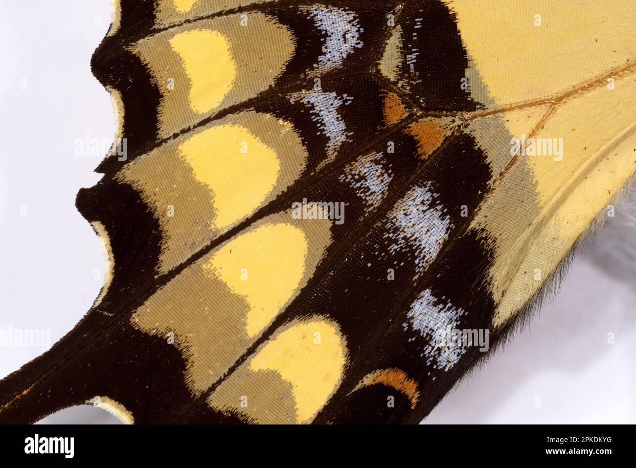 dettaglio delle ali delle colorate farfalle tropicali, macro di ali di ...