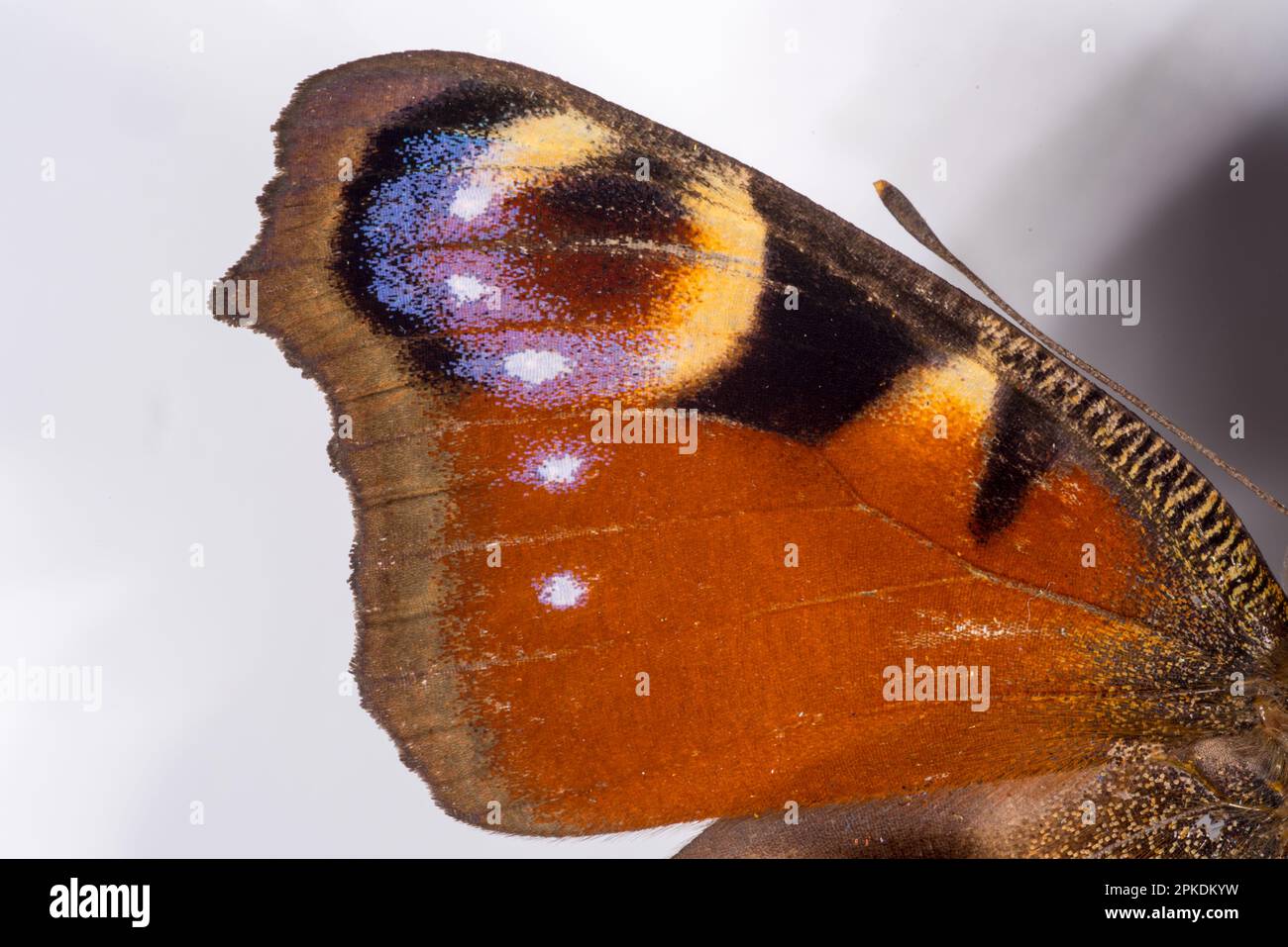 Ecosistema tropicale hi-res stock photography and images - Alamy