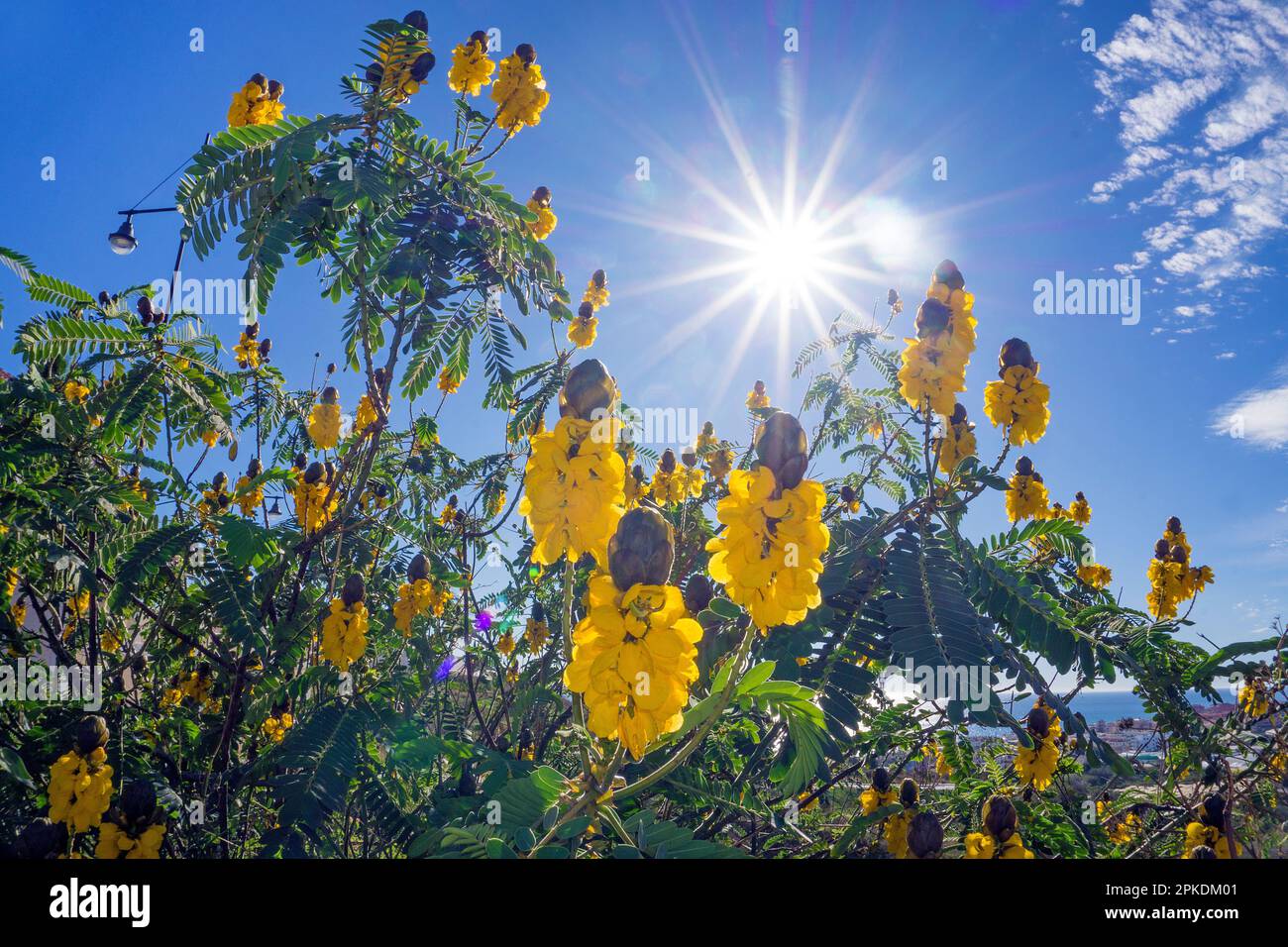 Candle bush (Senna didymobotrya), blooming, native to Africa, Andalusia ...