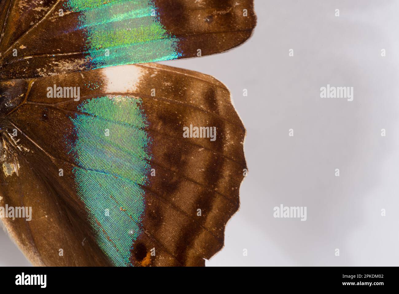 dettaglio delle ali delle colorate farfalle tropicali, macro di ali di ...