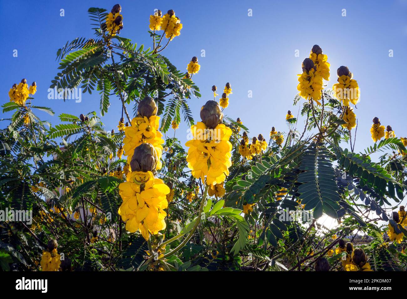 Candle bush (Senna didymobotrya), blooming, native to Africa, Andalusia ...