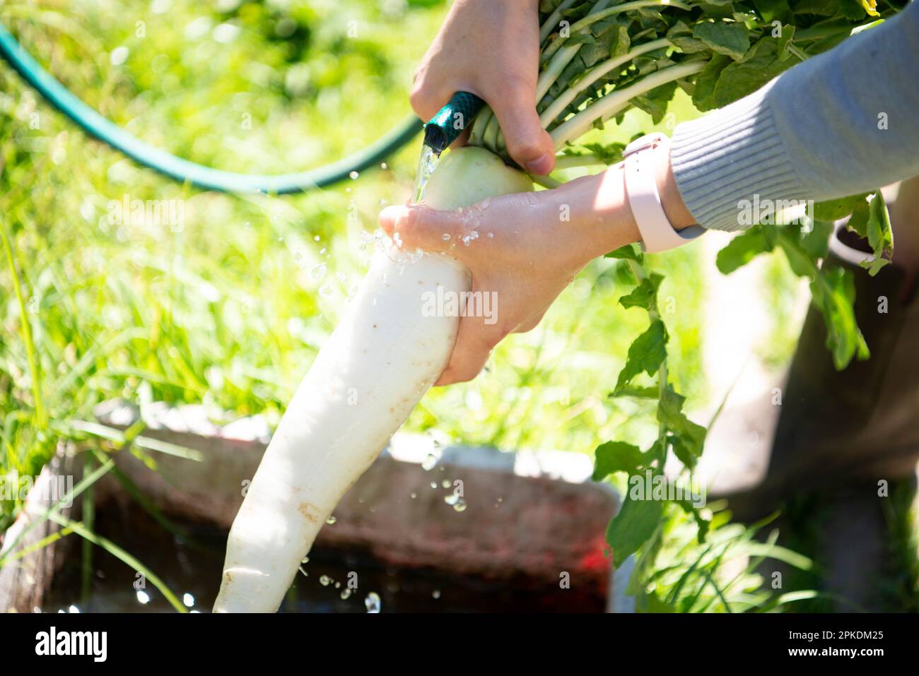Vegetable washing woman hi-res stock photography and images - Alamy