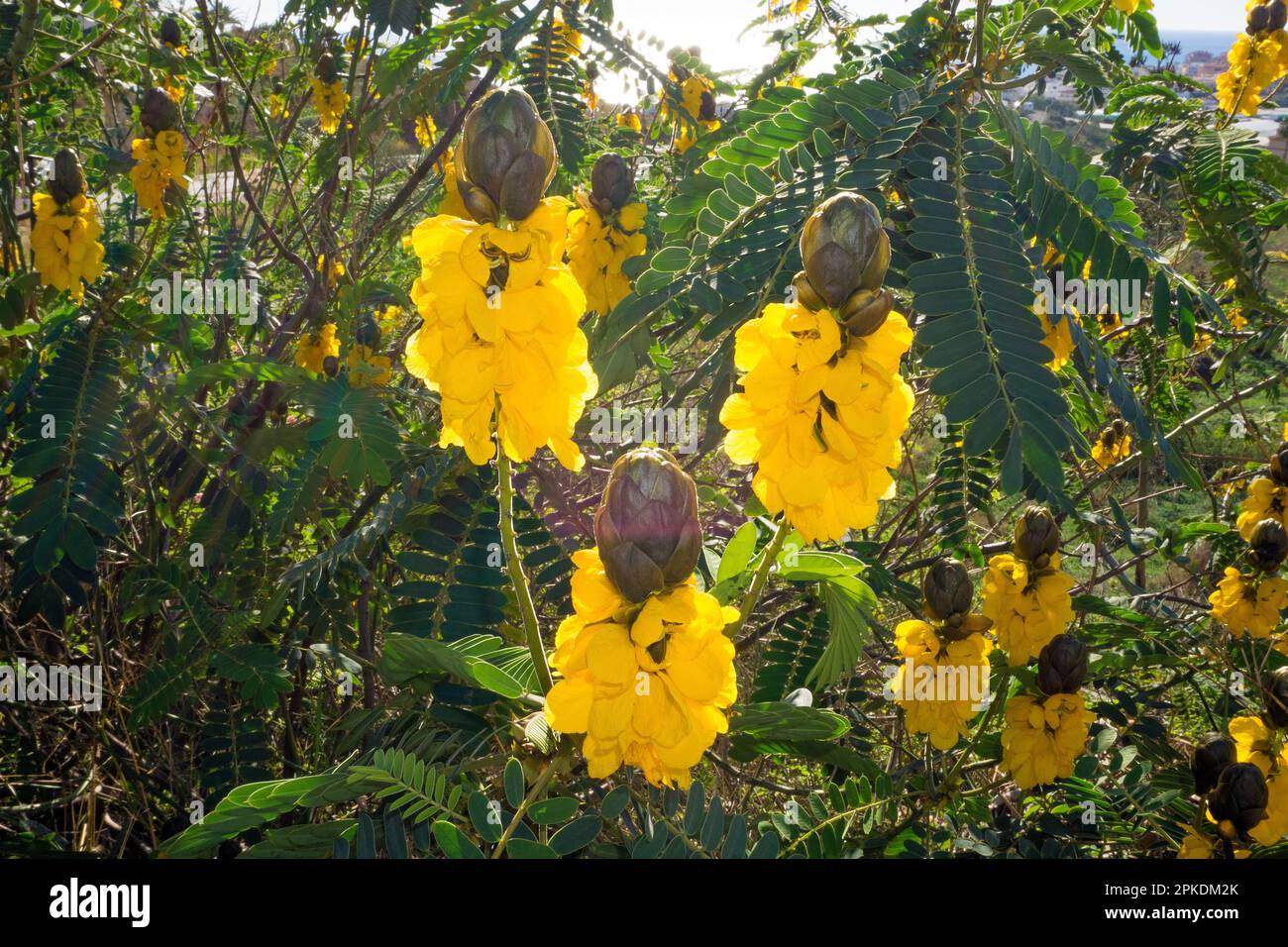 Candle bush (Senna didymobotrya), blooming, native to Africa, Andalusia ...
