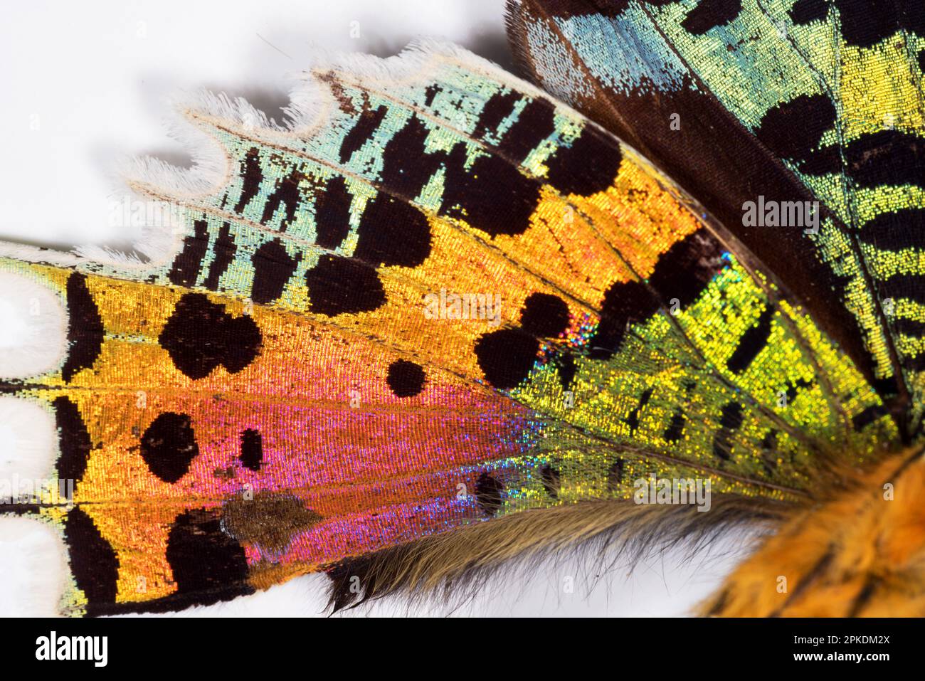 dettaglio delle ali delle colorate farfalle tropicali, macro di ali di ...