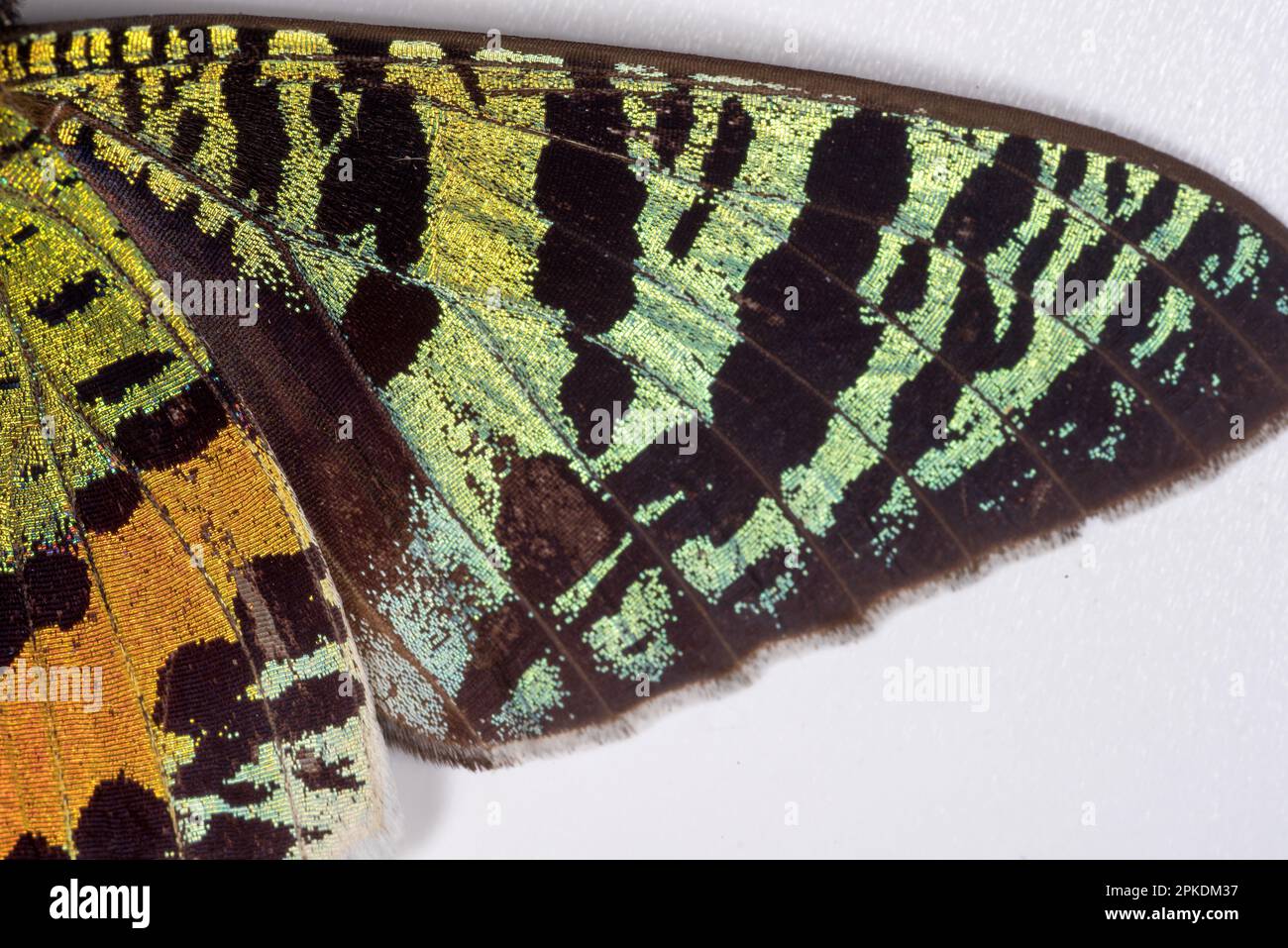 Ecosistema tropicale hi-res stock photography and images - Alamy