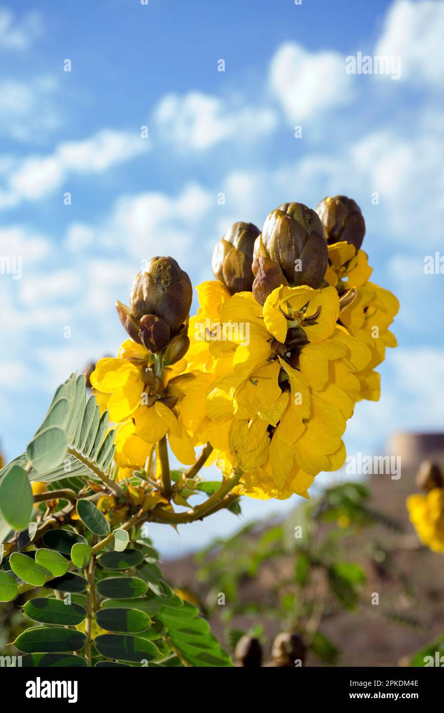 Candle bush (Senna didymobotrya), blooming, native to Africa, Andalusia ...