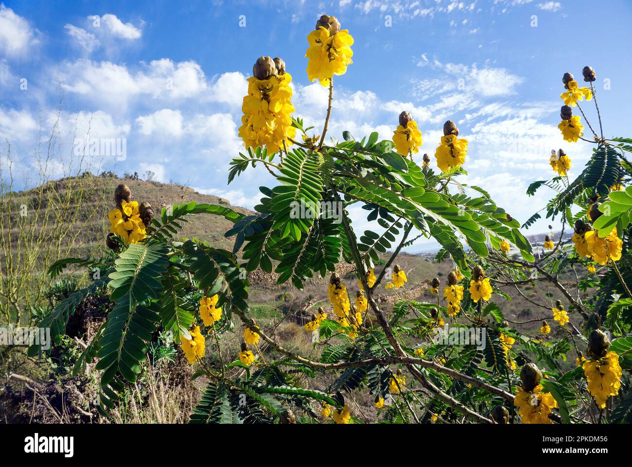 Candle bush (Senna didymobotrya), blooming, native to Africa, Andalusia ...