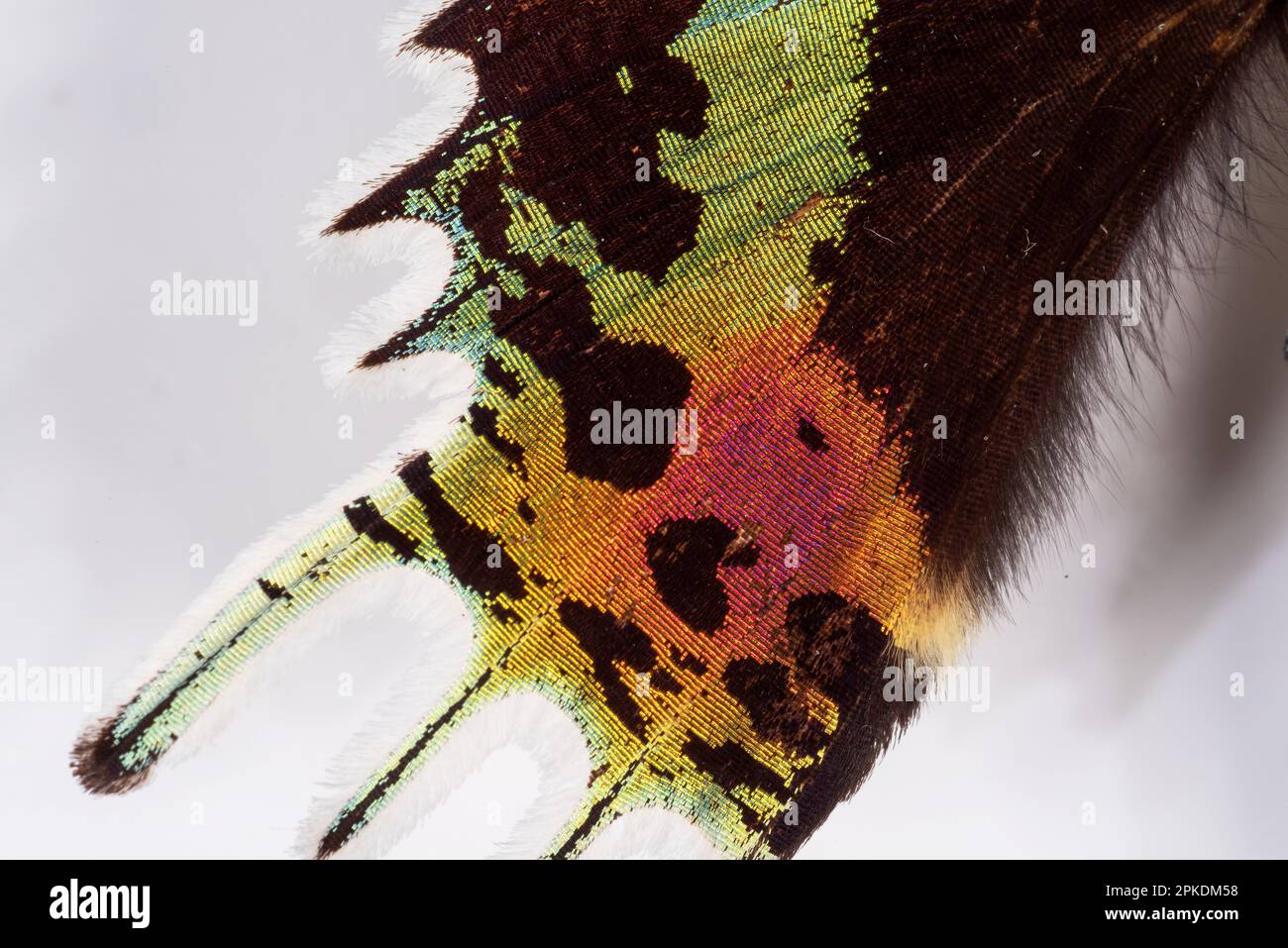 dettaglio delle ali delle colorate farfalle tropicali, macro di ali di ...