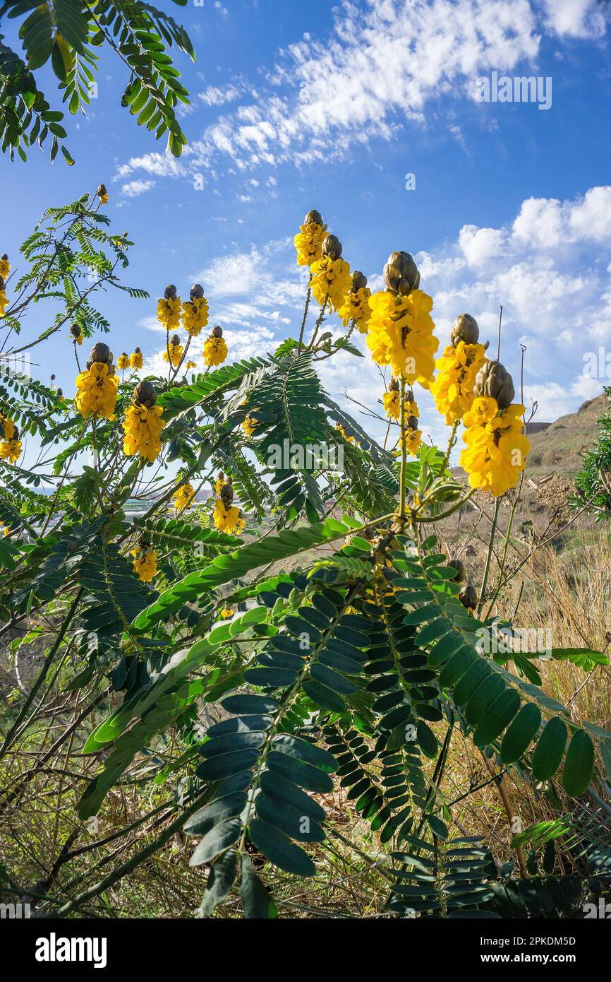Candle bush (Senna didymobotrya), blooming, native to Africa, Andalusia ...