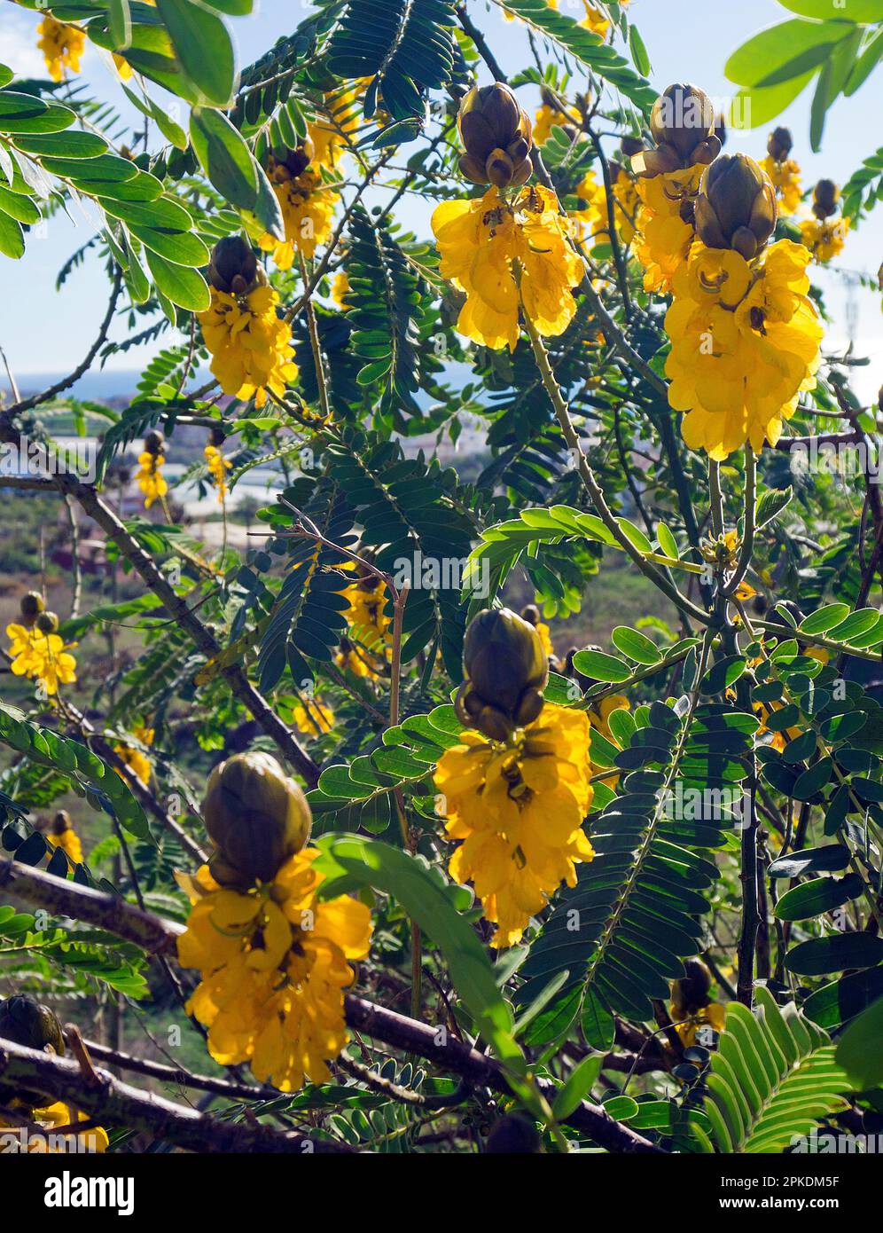 Candle bush (Senna didymobotrya), blooming, native to Africa, Andalusia ...