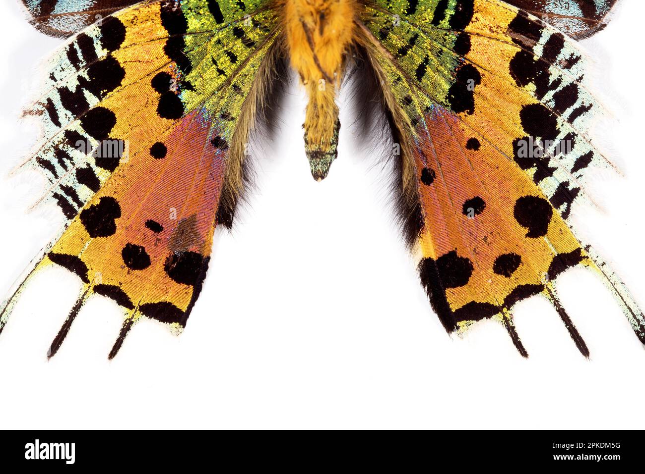 dettaglio delle ali delle colorate farfalle tropicali, macro di ali di ...