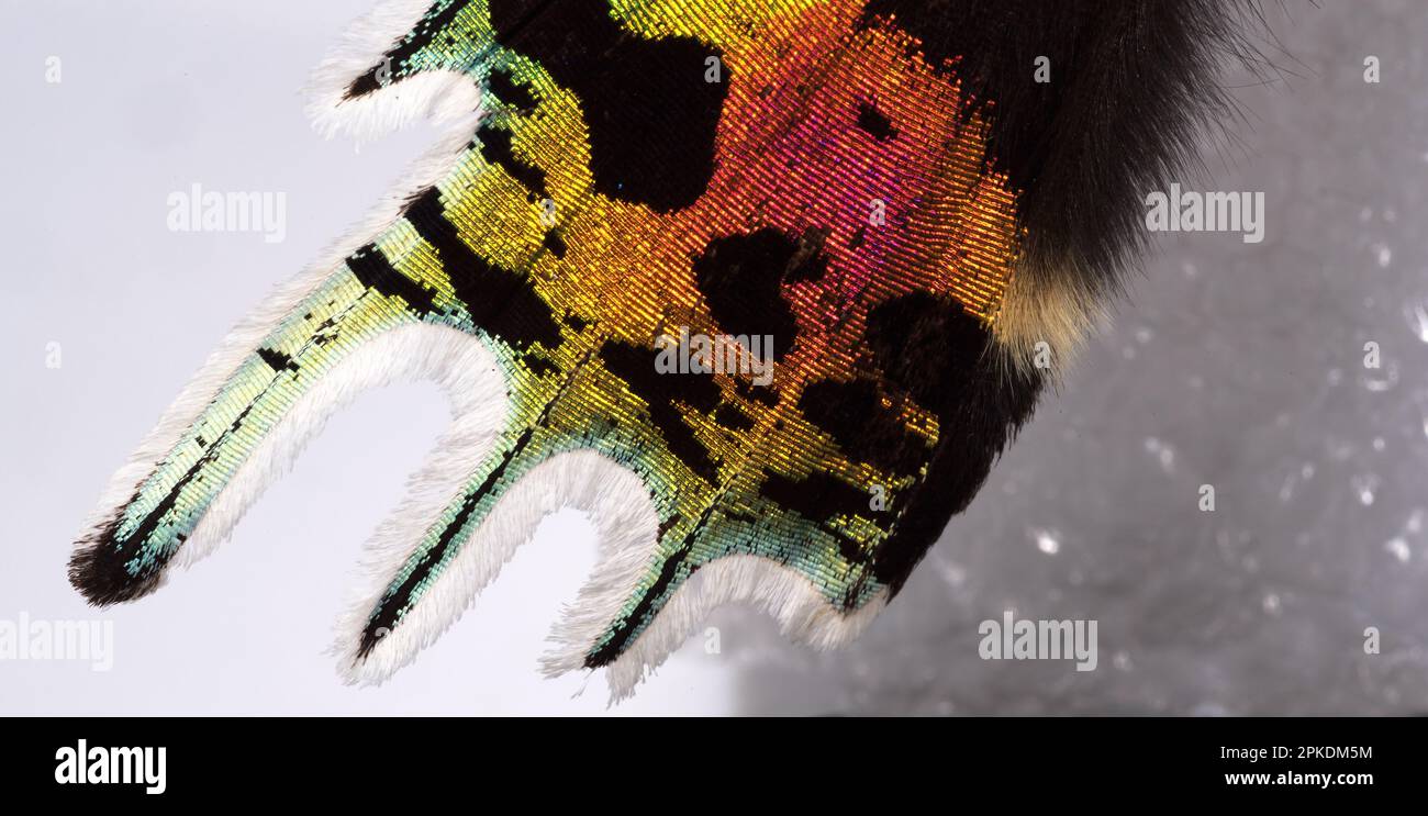 dettaglio delle ali delle colorate farfalle tropicali, macro di ali di ...