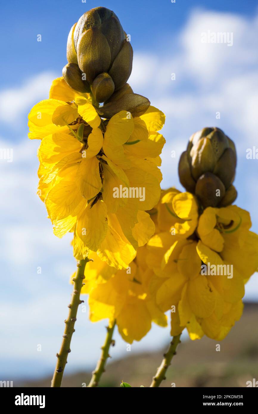 Candle bush (Senna didymobotrya), blooming, native to Africa, Andalusia ...
