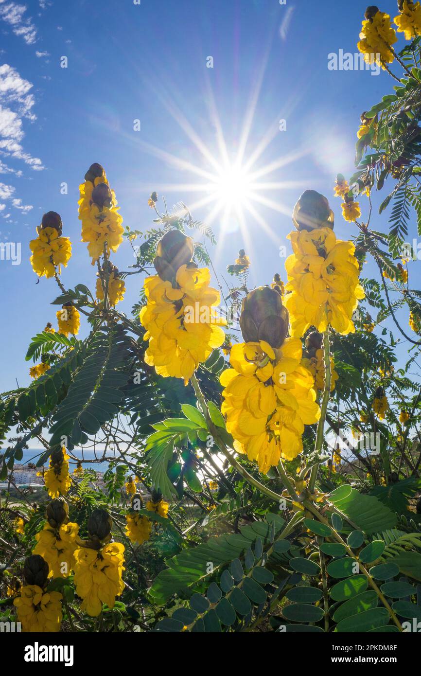 Candle bush (Senna didymobotrya), blooming, native to Africa, Andalusia ...