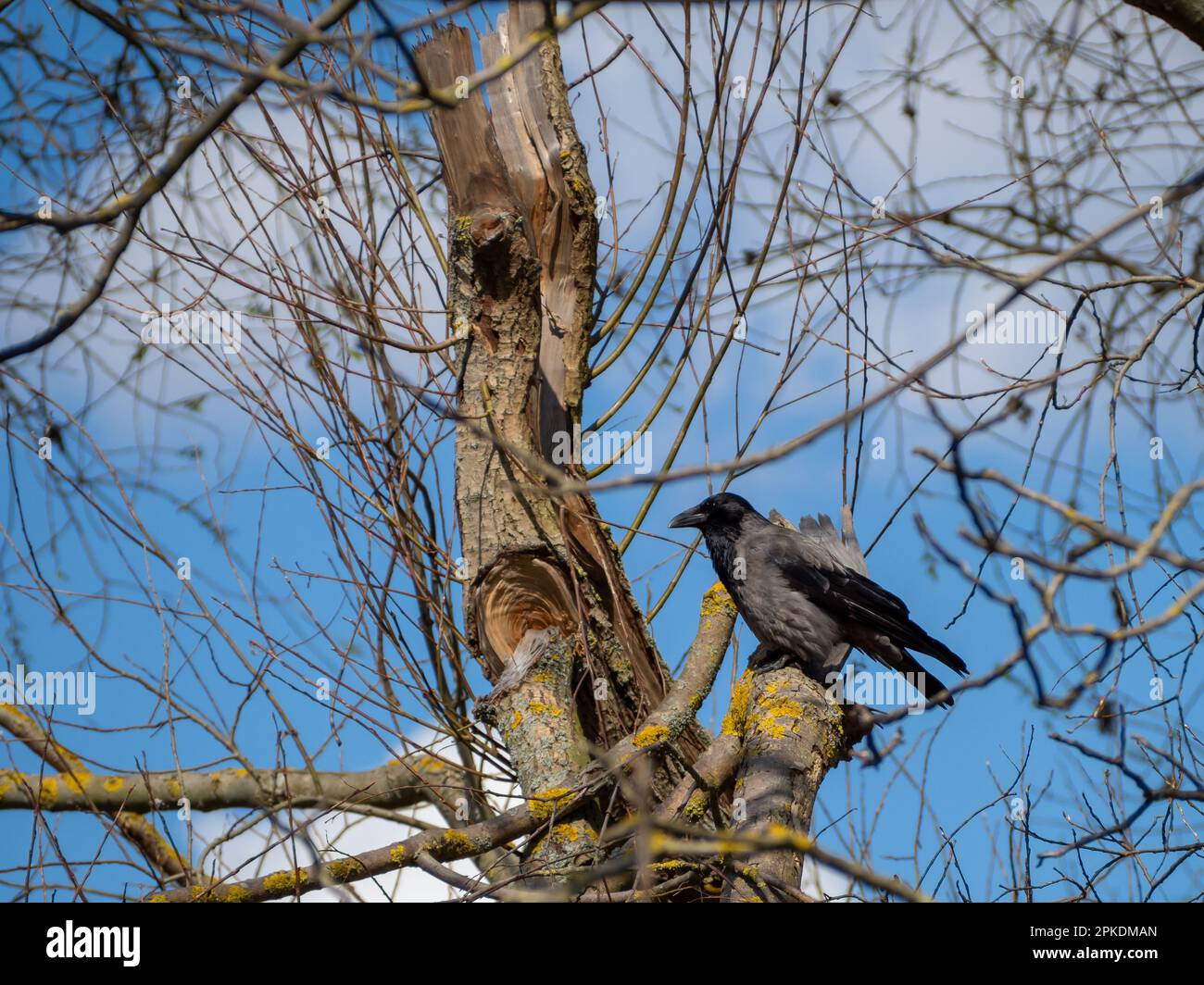 The crow sits on a tree branch. The bird is basking in the sun Stock ...