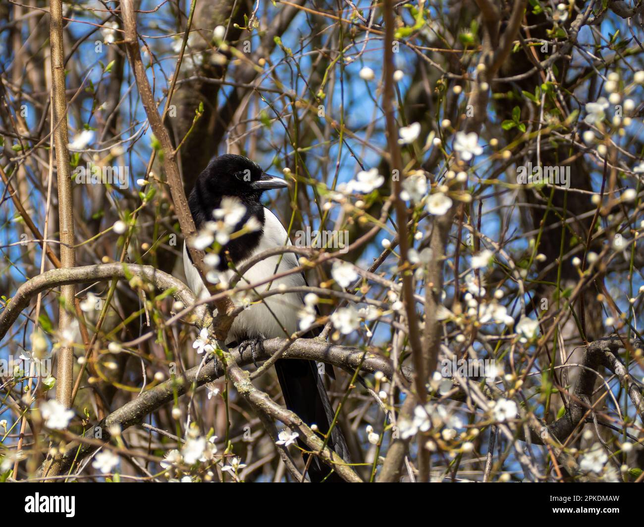 A magpie sits on a blossoming branch of an apple tree. The bird is ...